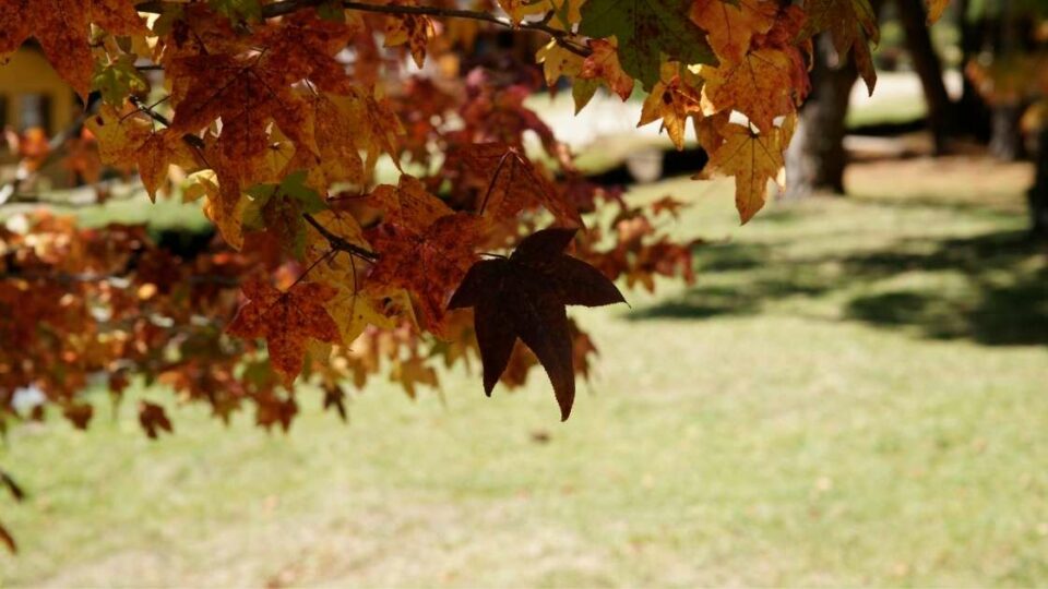Fall Lawn Care Tips For A Beautiful Lawn - Home Decor Chat