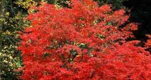 How to Plant and Care for a Japanese Maple Tree - Home Decor Chat