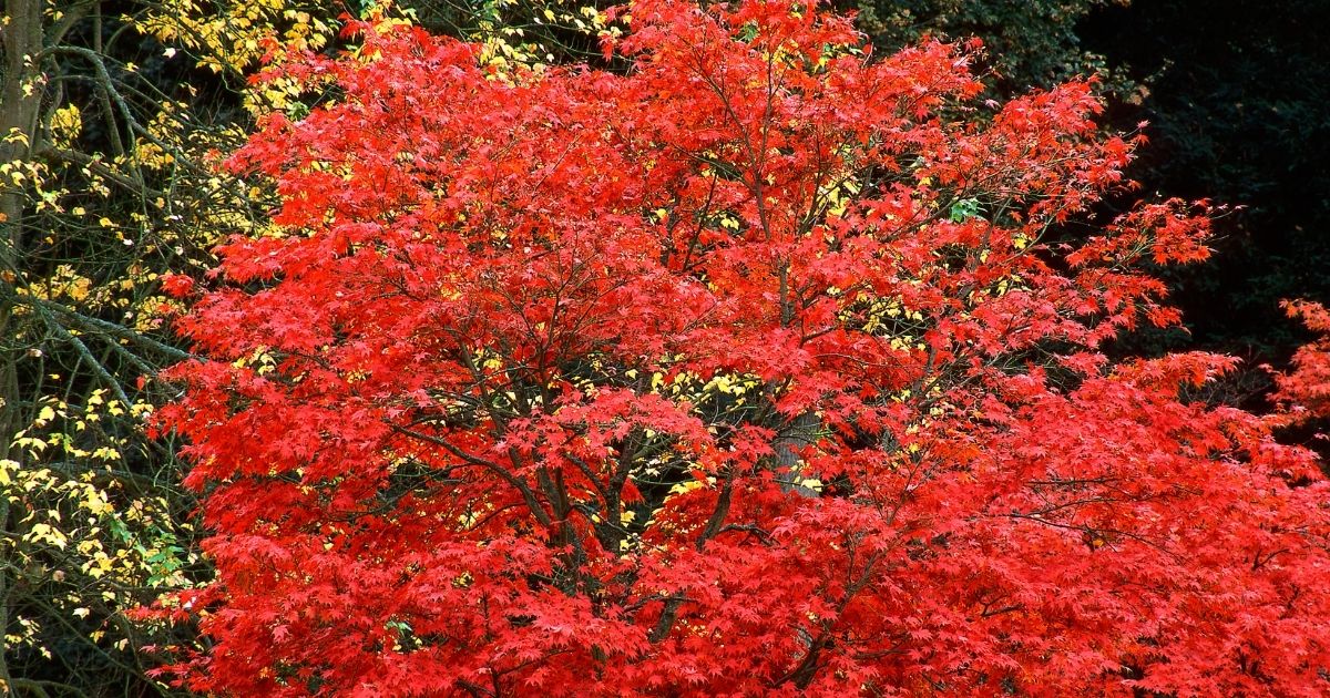 How to Plant and Care for a Japanese Maple Tree - Home Decor Chat