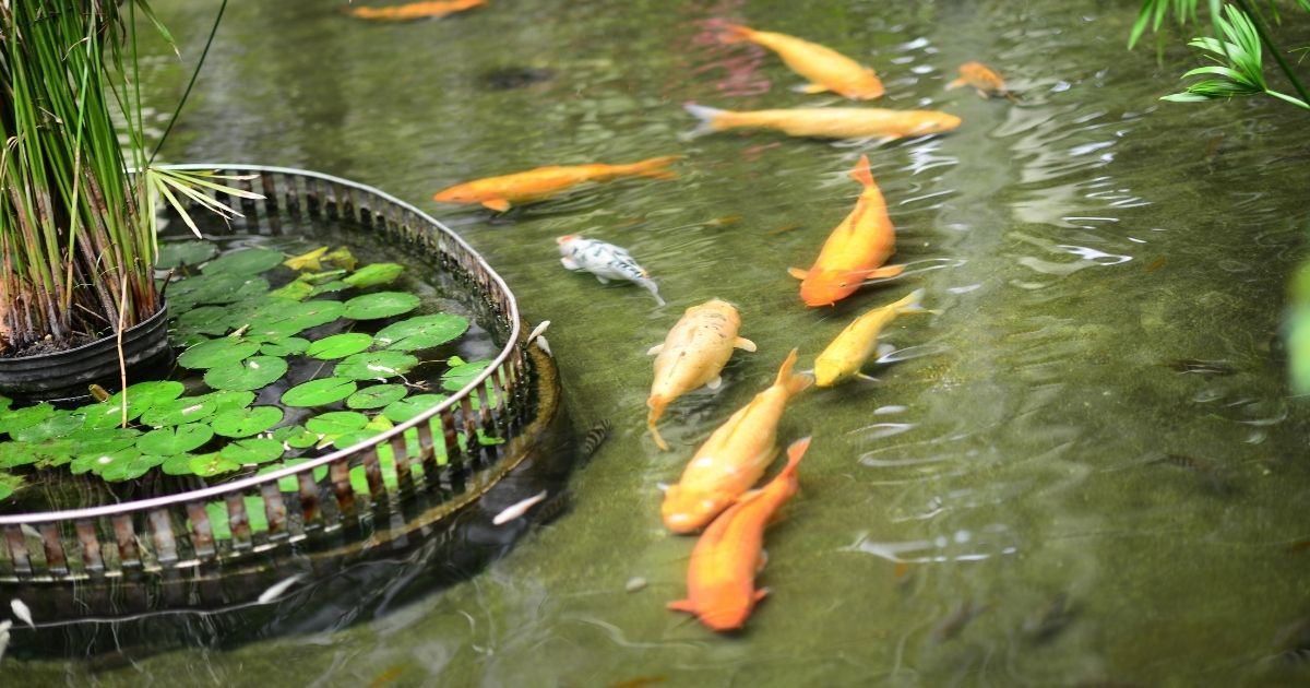 Koi as Companions: Your Guide to Having Koi Fish as Pets - Home Decor Chat