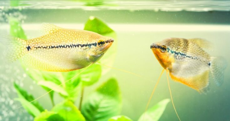 Wall-mounted Fish Tanks: A Stylish Way to Bring Nature Indoors - Home ...