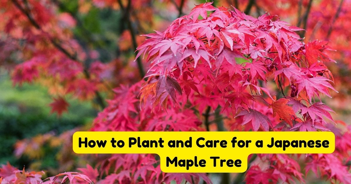 How to Plant and Care for a Japanese Maple Tree - Home Decor Chat