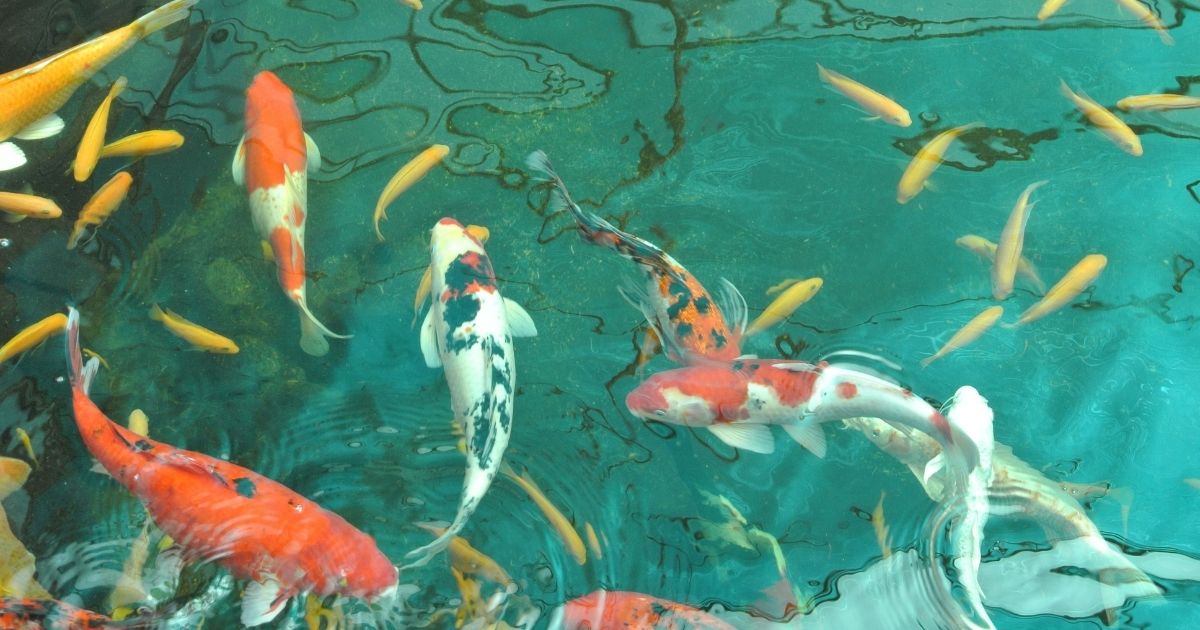 Dive into the Fascinating World of Koi Fish: A Colorful Journey - Home ...