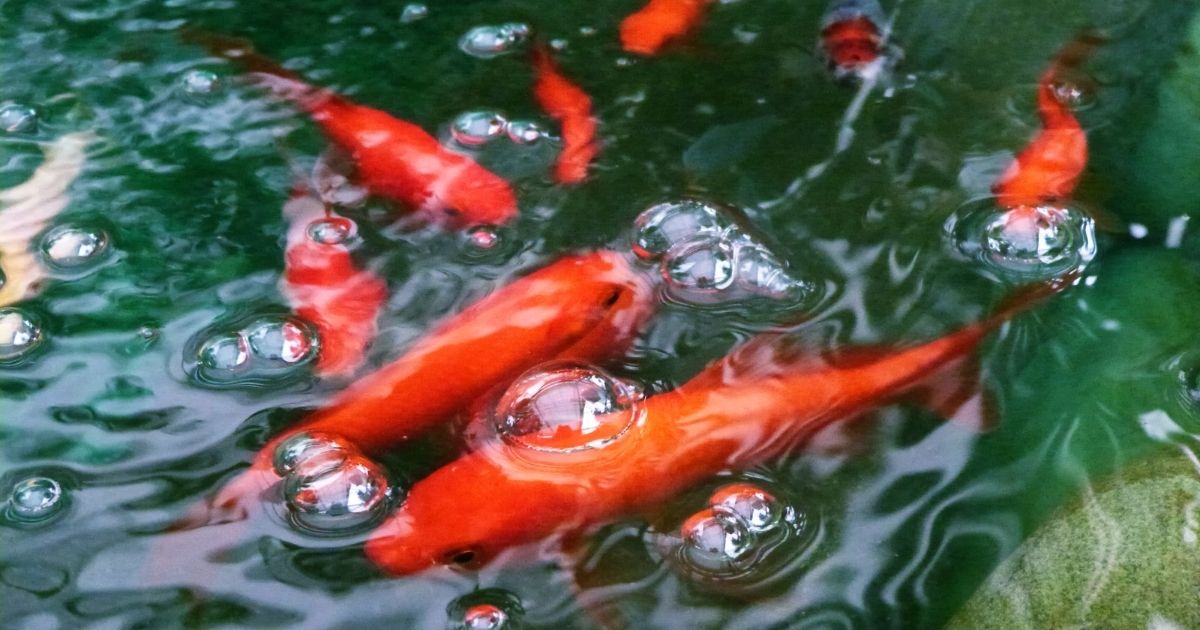Sun vs. Shade: Best Location for a Healthy Koi Pond - Home Decor Chat