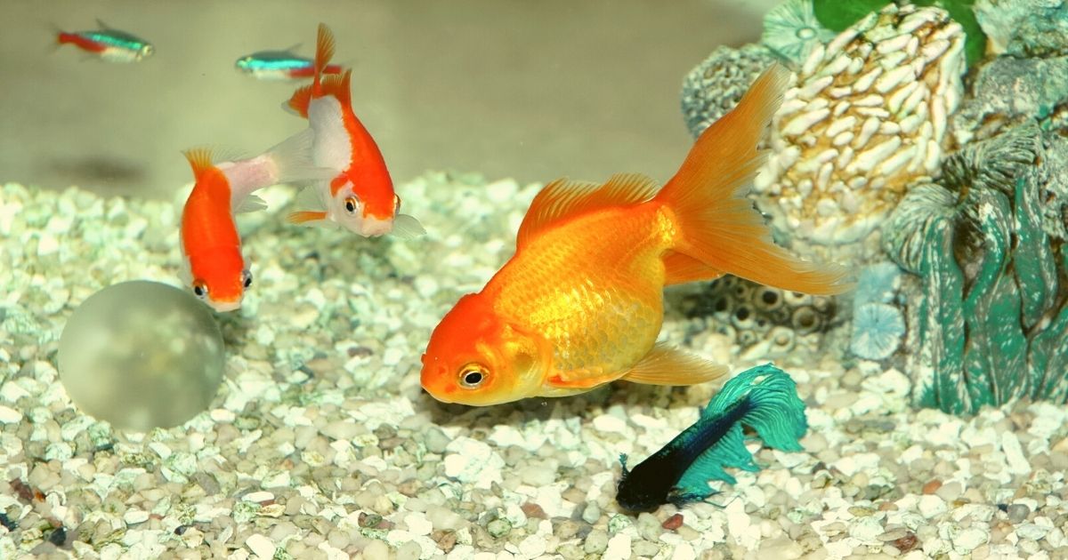 In-Wall Fish Tanks: Innovative Ideas for Integrating Aquatic Life ...