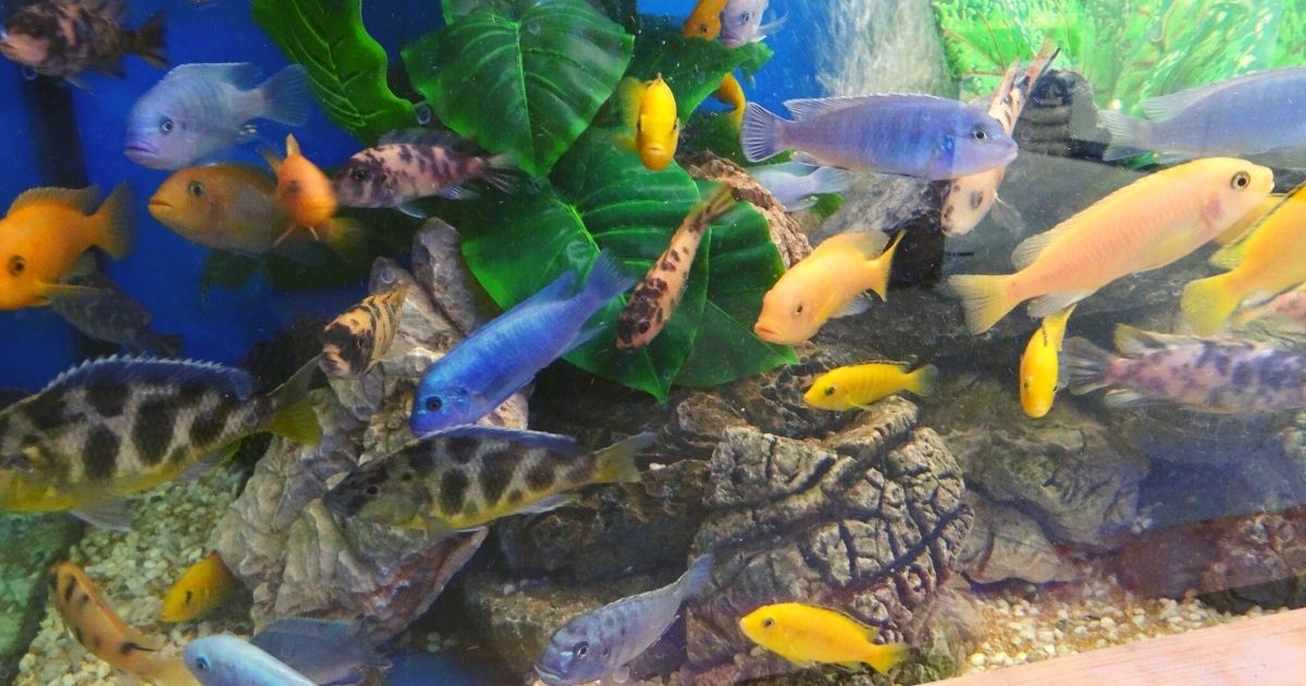 Aquatic Elegance: Wall-Mounted Fish Tanks for a Stylish Home - Home ...