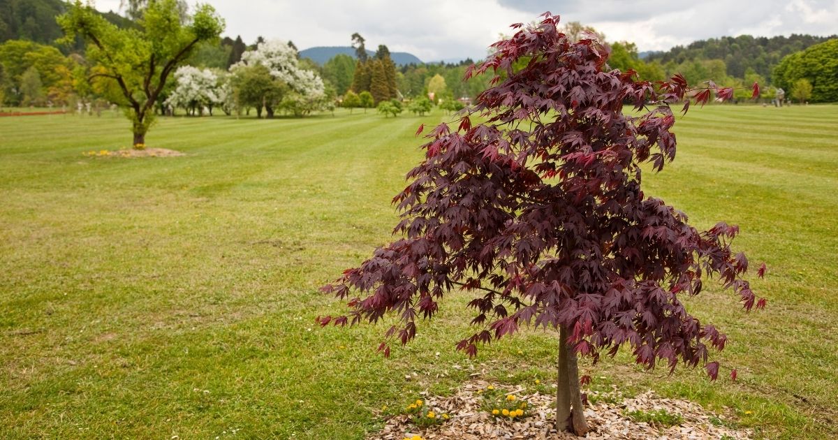 The Perfect Location for Your Japanese Maple - Home Decor Chat