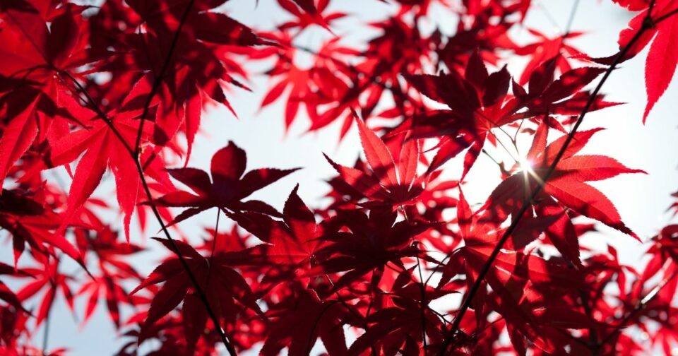 What's the best location for your Japanese maple? Sun or shade? - Home ...