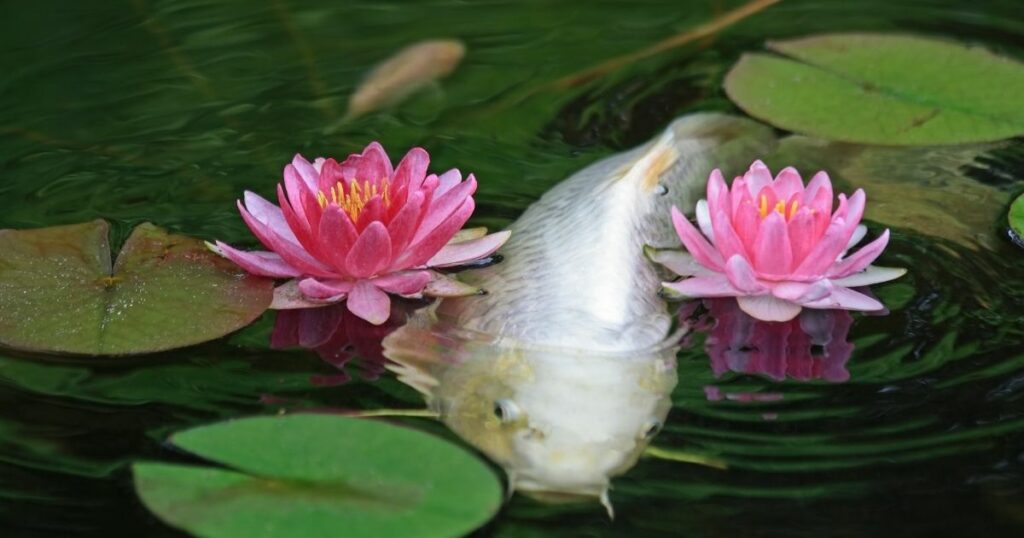 A Koi Pond in the Sun or Shade: The Best Way to Keep Your Fish Healthy ...