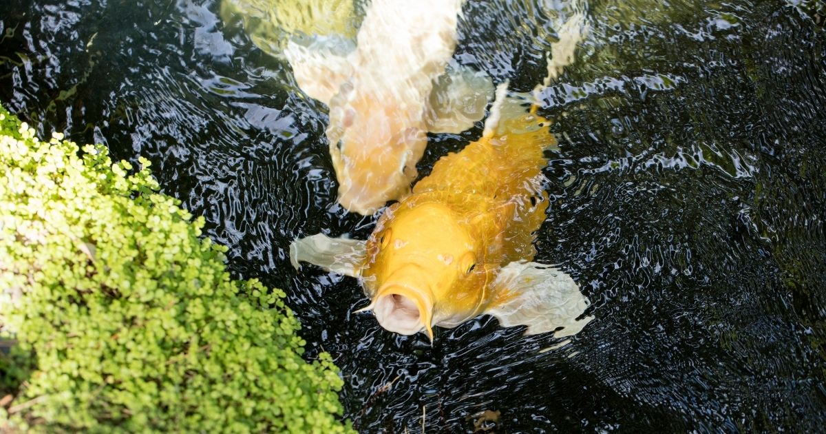 Dive into the Fascinating World of Koi Fish: A Colorful Journey - Home ...