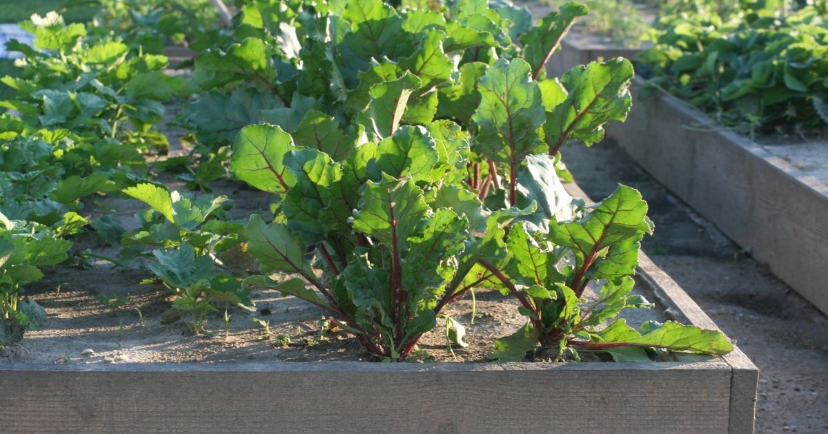 Optimal Depth for Raised Garden Beds: Go Deep for Growth! - Home Decor Chat