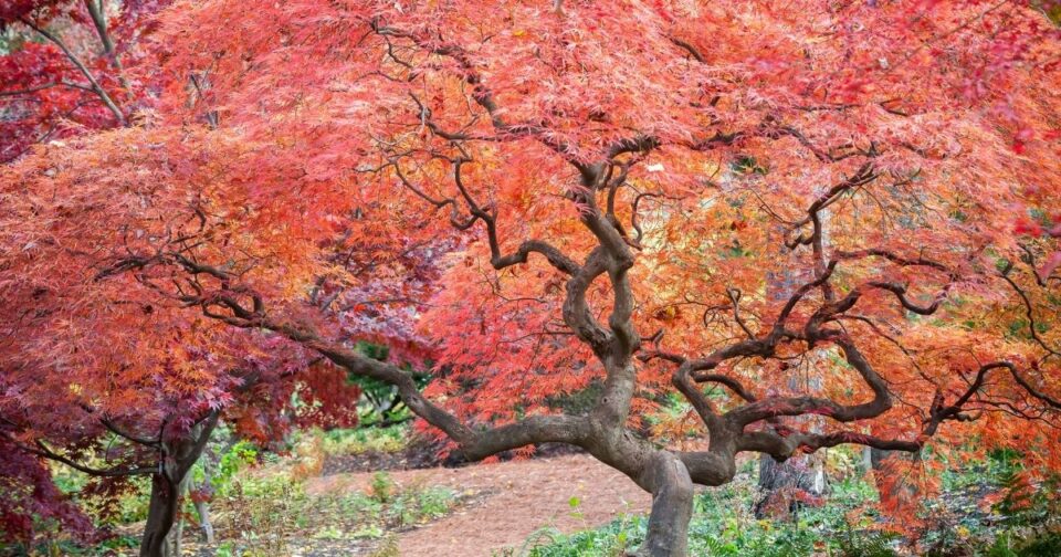 How to Plant and Care for a Japanese Maple Tree - Home Decor Chat