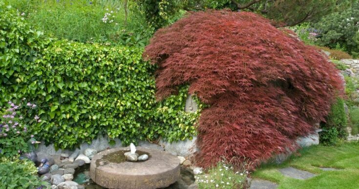 Japanese Maples How Big Do They Get Home Decor Chat japanese-maples-how-big-do-they-get-home-decor-chat