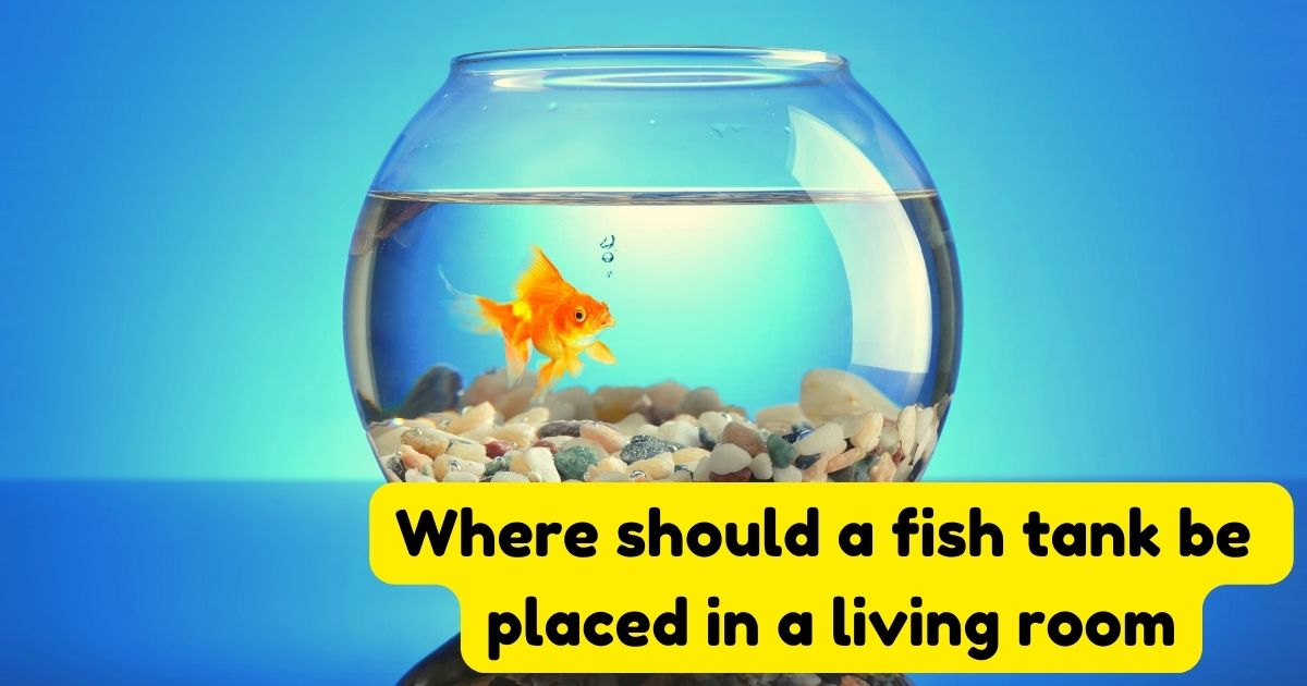 Aquarium Placement: Finding the Perfect Spot in Your Living Room - Home ...