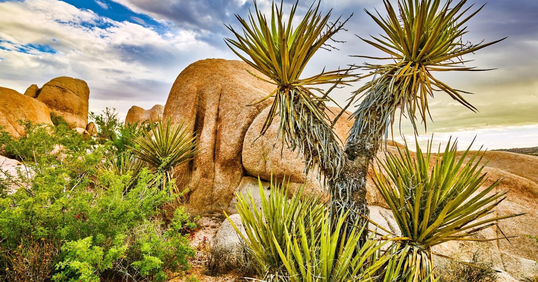 Desert Oasis: Low Maintenance Backyard Landscaping Ideas! - Home Decor Chat