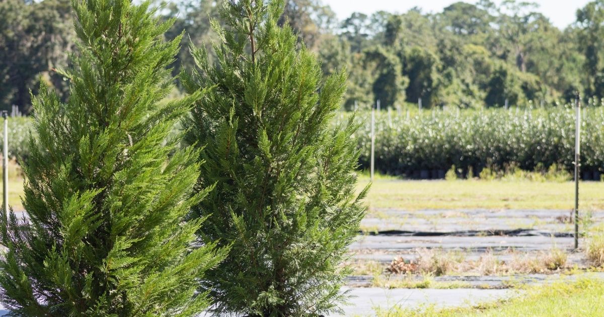 The secret to growing the world's fastest-growing evergreen tree ...