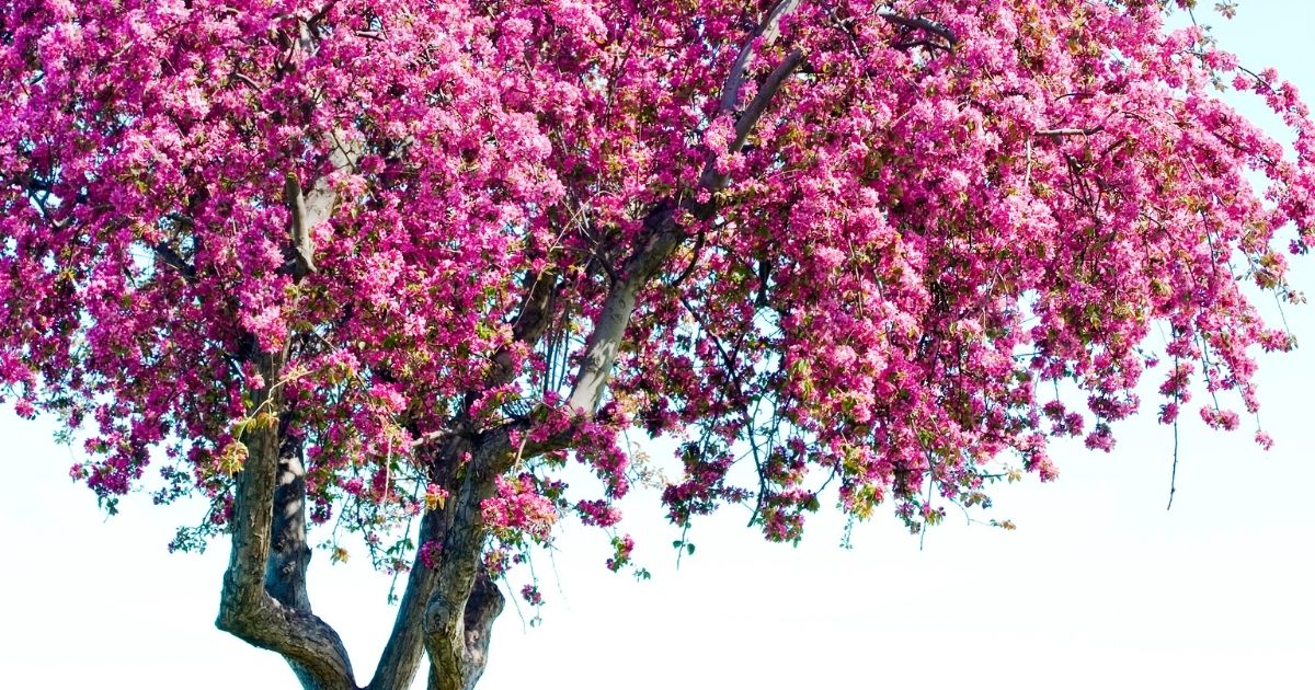 Watch Your Garden Grow: The Fastest Flowering Trees - Home Decor Chat