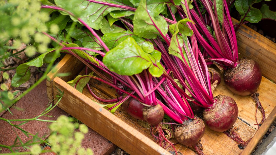 Beets' Best Buddies: Top Companion Plants for Bountiful Harvest - Home ...