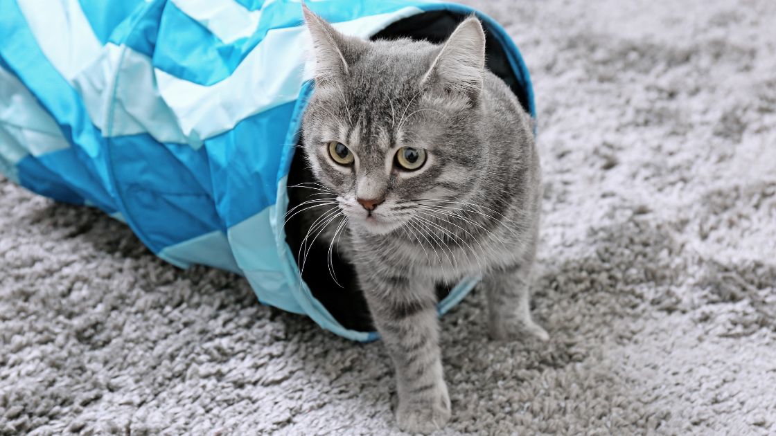 Cat-Friendly Carpets: Durable, Stylish & Easy to Clean! - Home Decor Chat