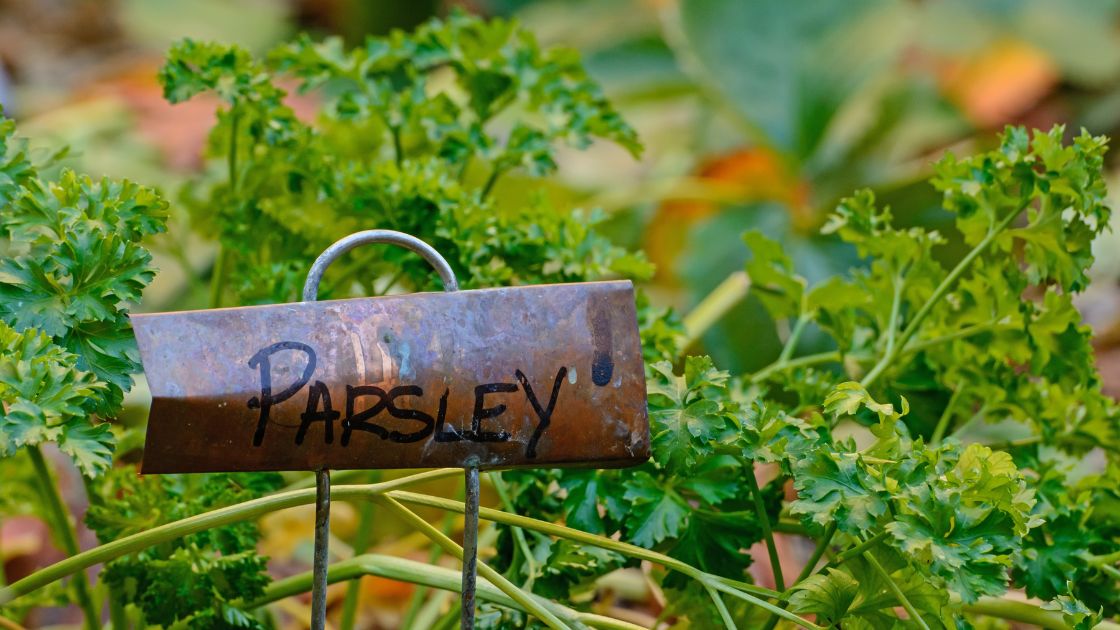 Parsley's Perfect Partners: Choosing Ideal Companion Plants - Home ...