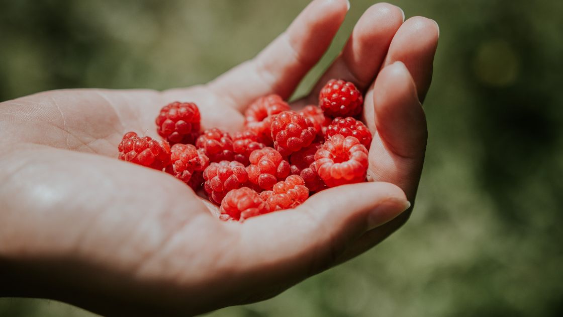 Raspberry Companions: The Best Plants for a Fruitful Harvest - Home ...