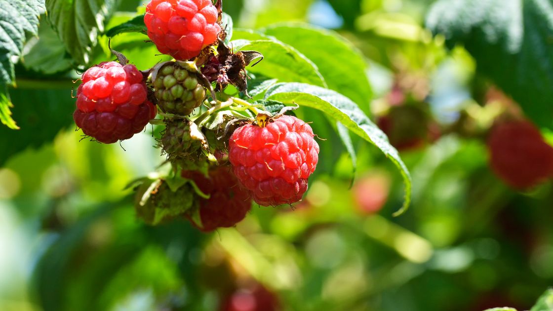 Raspberry Companions: The Best Plants for a Fruitful Harvest - Home ...