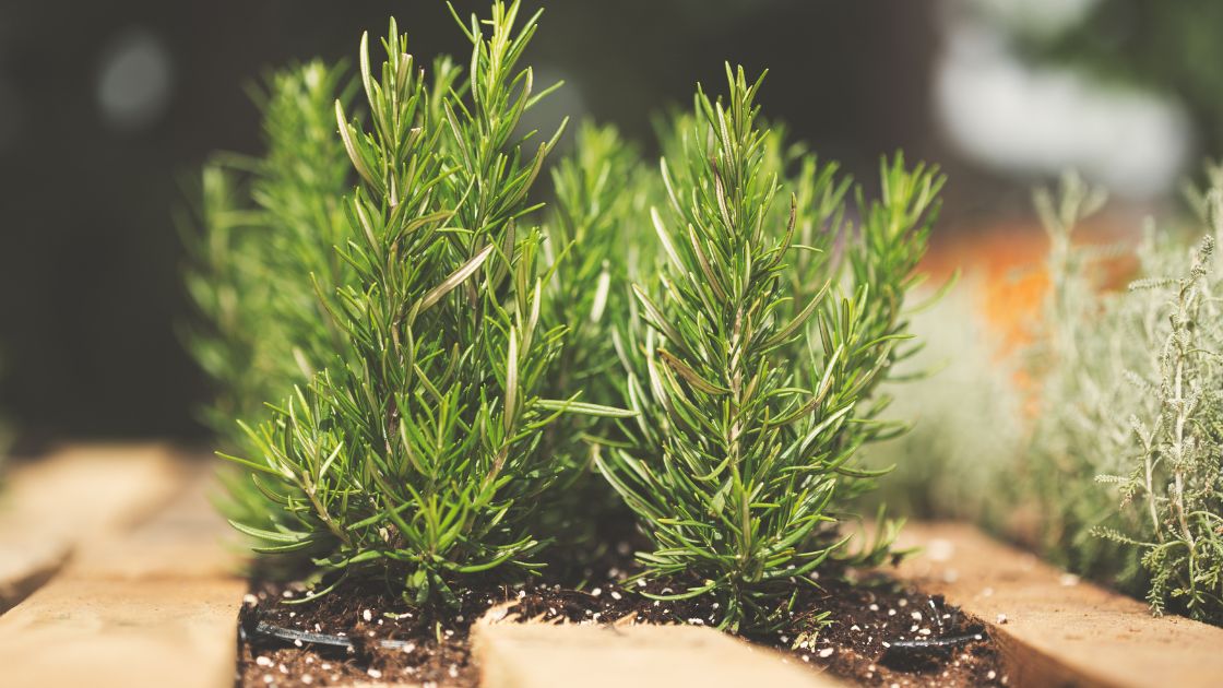 Rosemary's Best Buds: Companion Planting for a Lush Garden - Home Decor ...