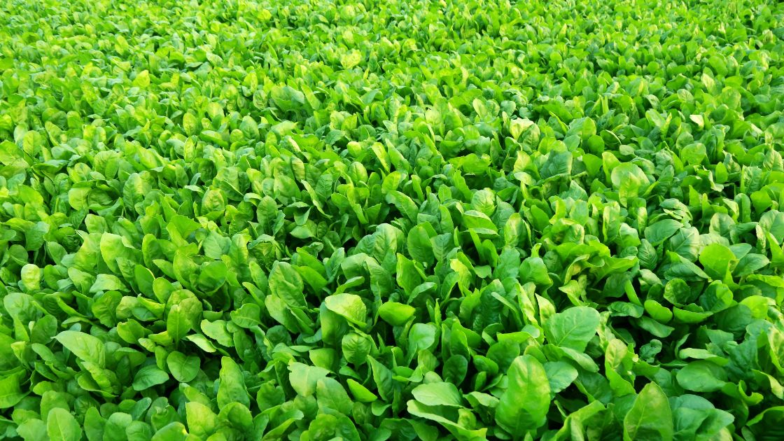 Spinach's Perfect Partners: Companion Plants for Optimal Growth - Home ...